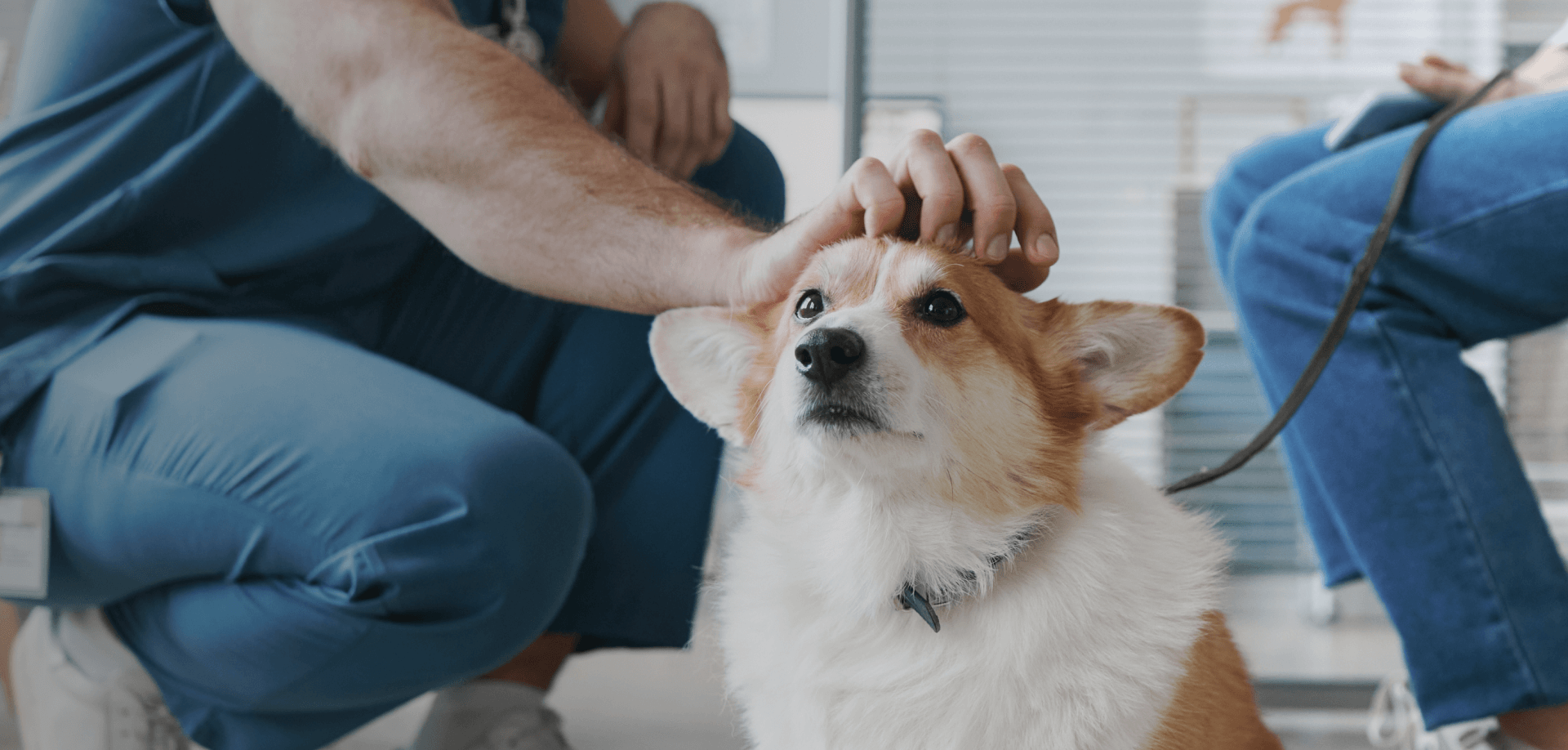America’s Top-Rated Veterinary Hospitals - Find Your Vet